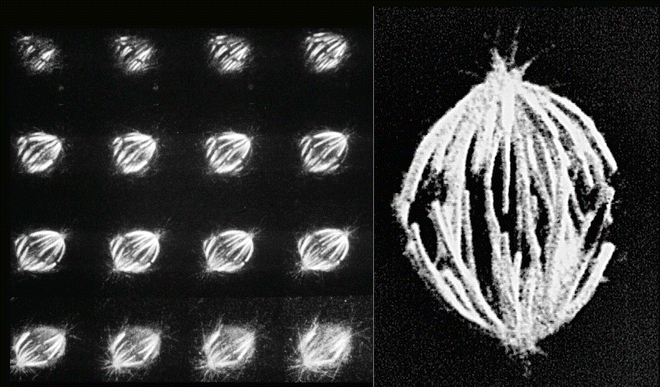 Laser Scanning Confocal Microscopy: History, Applications, and Related ...