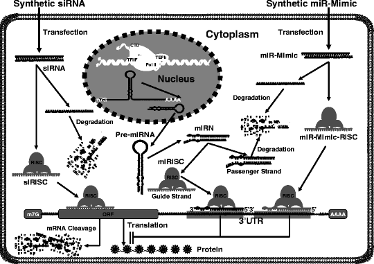 The Guideline of the Design and Validation of MiRNA Mimics | SpringerLink