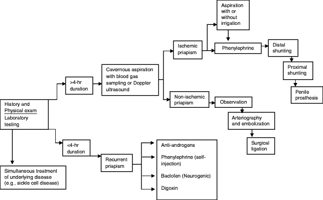 Priapism | SpringerLink