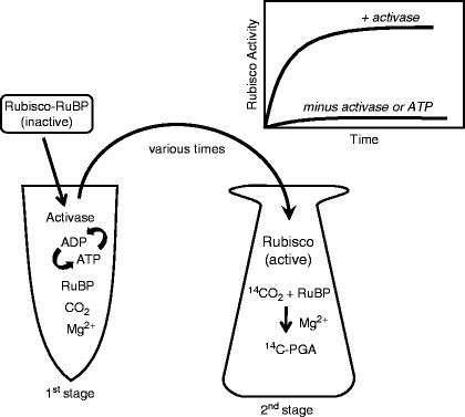 Rubisco Activase Activity Assays | SpringerLink