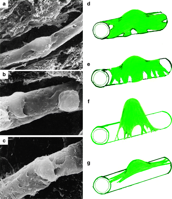 Morphology and Properties of Pericytes | SpringerLink