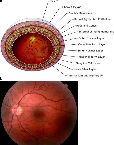 The Blood-Retinal Barrier: Structure and Functional Significance | SpringerLink