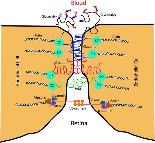 The Blood-Retinal Barrier: Structure and Functional Significance ...