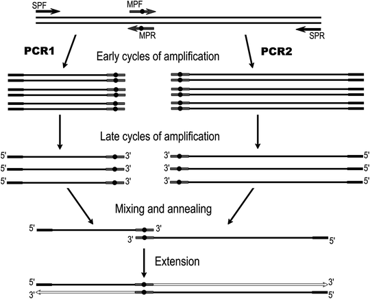 Asymmetric Overlap Extension PCR Method for Site-Directed Mutagenesis ...