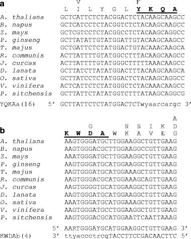 CODEHOP PCR and CODEHOP PCR Primer Design | SpringerLink
