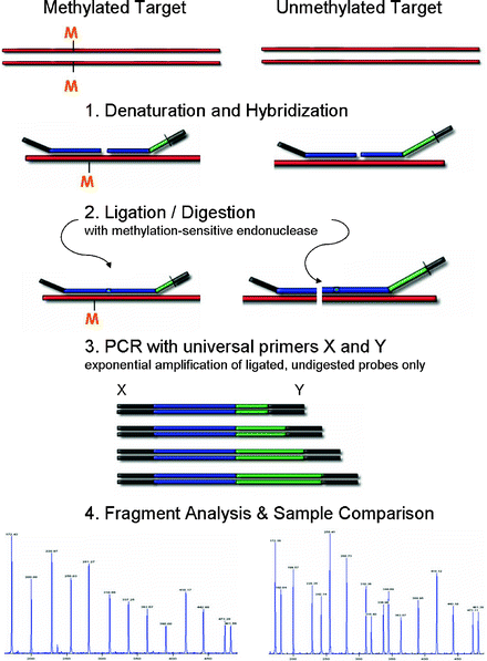 Multiplex Ligation-Dependent Probe Amplification (MLPA®) for the ...