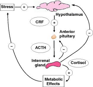Measuring Endocrine (Cortisol) Responses of Zebrafish to Stress ...