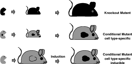 Generating Conditional Knockout Mice | SpringerLink