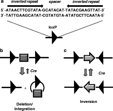 Generating Conditional Knockout Mice | SpringerLink