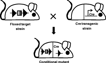 Generating Conditional Knockout Mice | SpringerLink