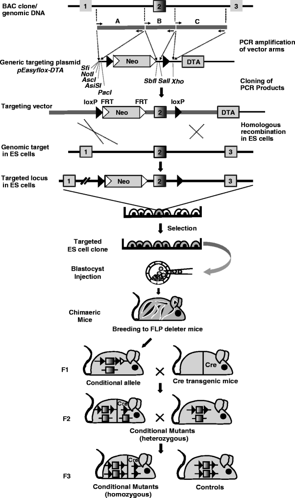Generating Conditional Knockout Mice | SpringerLink