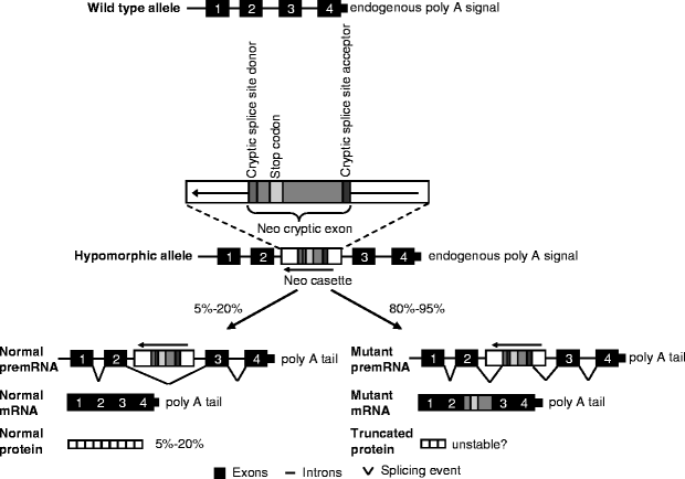 Hypomorphic Mice | SpringerLink