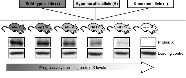 Hypomorphic Mice | SpringerLink