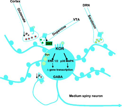 Kappa Opioid Receptor Function | SpringerLink