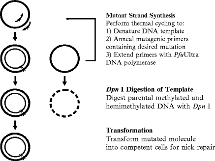 Site-Directed Mutagenesis | SpringerLink