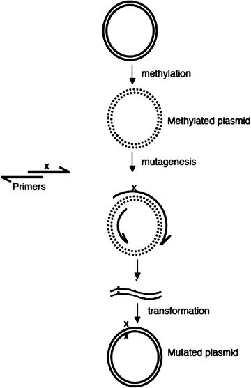 Site-Directed Mutagenesis | SpringerLink