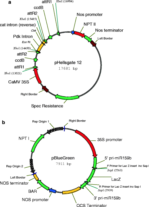 Vectors and Methods for Hairpin RNA and Artificial microRNA-Mediated ...