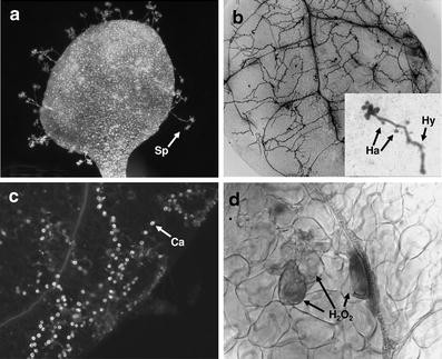 Propagation, Storage, and Assays with Hyaloperonospora arabidopsidis: A ...