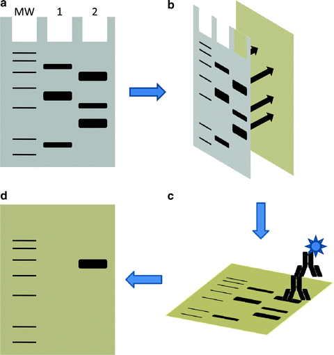 SDS-PAGE Immunoblot Analysis | SpringerLink