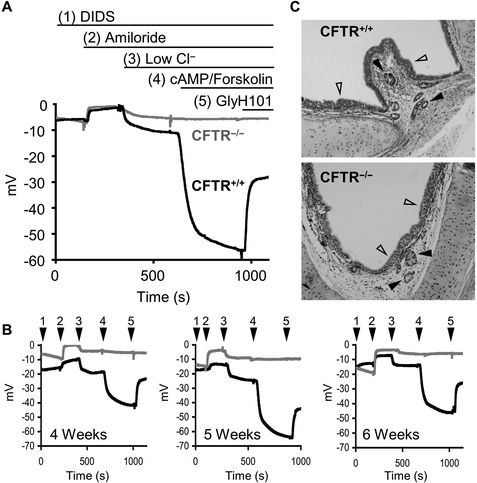 Comparative Biology of Cystic Fibrosis Animal Models | SpringerLink
