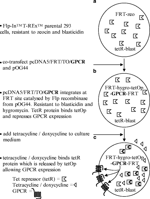 Using the Flp-In™ T-Rex™ System to Regulate GPCR Expression | SpringerLink