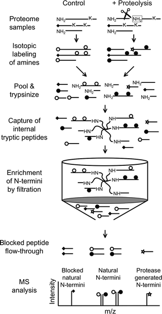 Identification of Proteolytic Products and Natural Protein N-Termini by ...