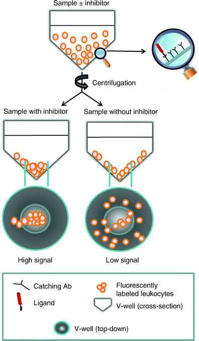 Cell Adhesion Assays | SpringerLink