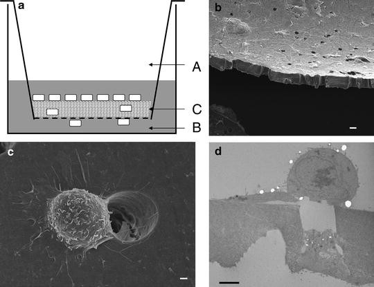 Transwell® Invasion Assays | SpringerLink