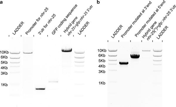 Overlap Extension PCR: An Efficient Method for Transgene Construction ...
