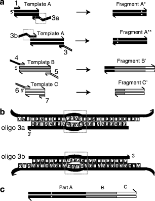 Overlap Extension PCR: An Efficient Method for Transgene Construction ...