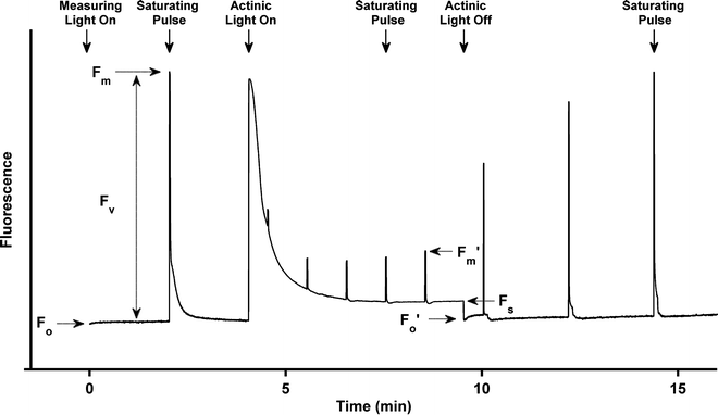 Use of a Pulse-Amplitude Modulated Chlorophyll Fluorometer to Study the ...