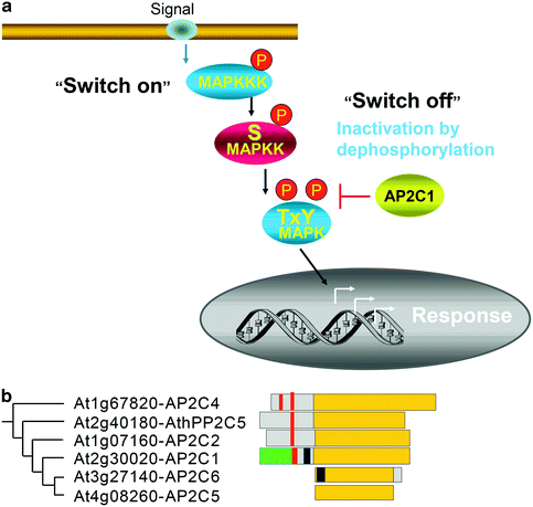 Substrate Analysis of Arabidopsis PP2C-Type Protein Phosphatases ...