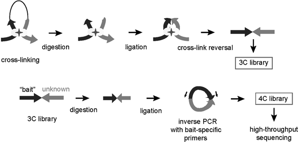 Detecting Long-Range Chromatin Interactions Using the Chromosome Conformation Capture Sequencing ...