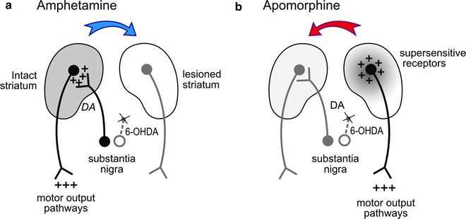 Rotation in the 6-OHDA-Lesioned Rat | SpringerLink