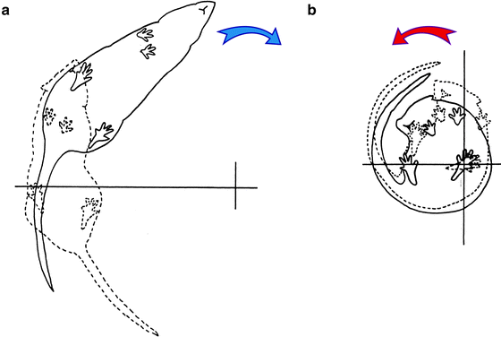 Rotation in the 6-OHDA-Lesioned Rat | SpringerLink