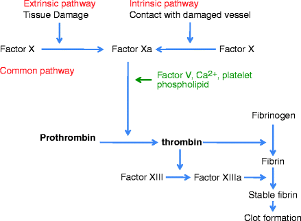 Clot Retraction | SpringerLink