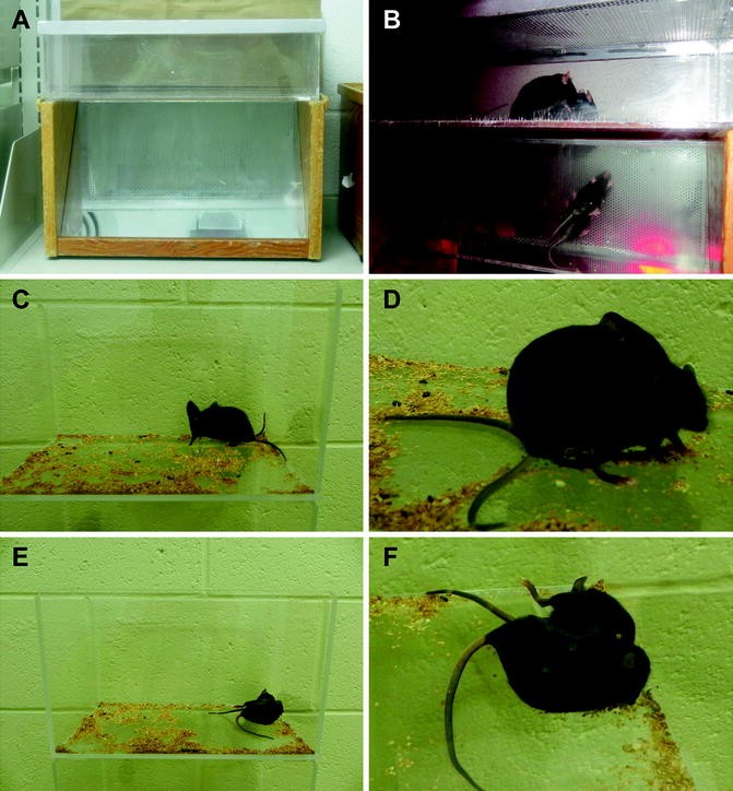 Assessment of Male Sexual Behavior in Mice | SpringerLink