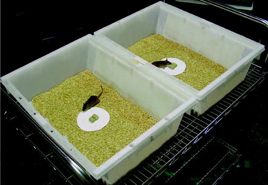 Novelty-Suppressed Feeding in the Mouse | SpringerLink