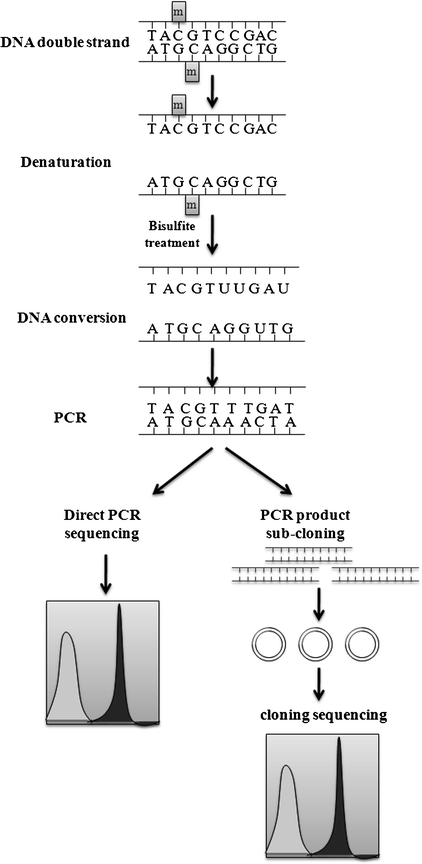 DNA Methylation Detection: Bisulfite Genomic Sequencing Analysis ...
