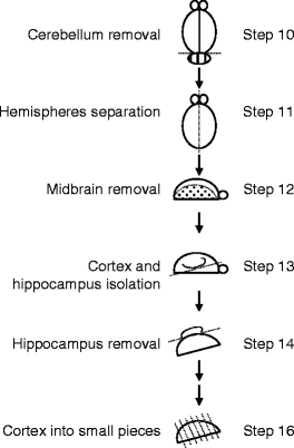 Isolation and Culture of Neurons and Astrocytes from the Mouse Brain ...