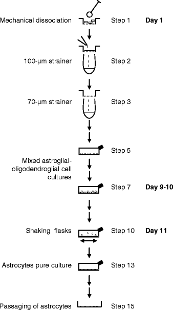 Isolation and Culture of Neurons and Astrocytes from the Mouse Brain ...
