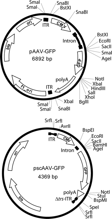 Design and Construction of Functional AAV Vectors | SpringerLink