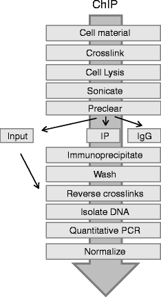 ChIP and Re-ChIP Assays: Investigating Interactions Between Regulatory ...
