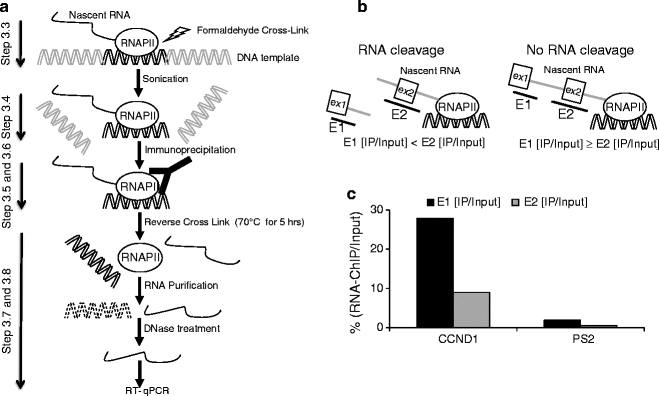 Analysis of Co-transcriptional RNA Processing by RNA-ChIP Assay ...