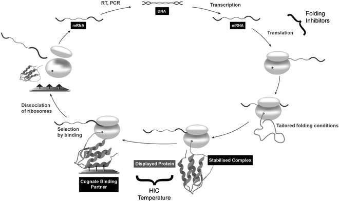 Evolution of Protein Stability Using Ribosome Display | SpringerLink