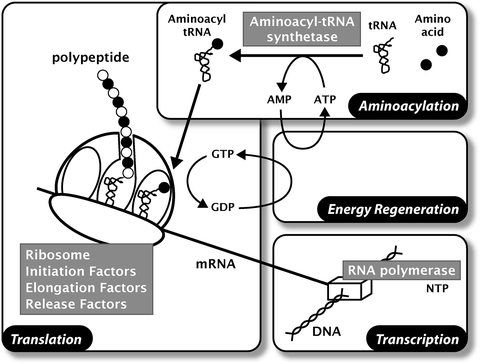 Peptide Screening Using PURE Ribosome Display | SpringerLink