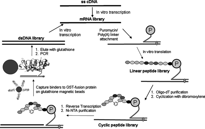 In Vitro Selection of Unnatural Cyclic Peptide Libraries via mRNA ...