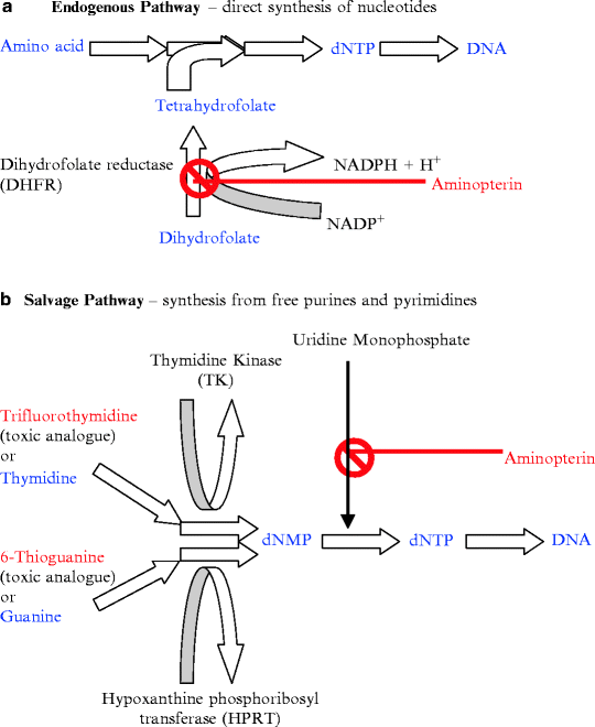 Mammalian Cell HPRT Gene Mutation Assay: Test Methods | SpringerLink