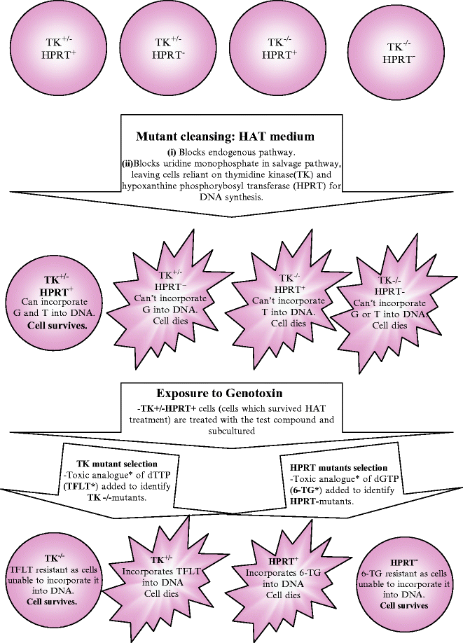 Mammalian Cell HPRT Gene Mutation Assay: Test Methods | SpringerLink