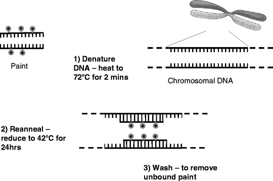 The In Vitro Micronucleus Assay | SpringerLink